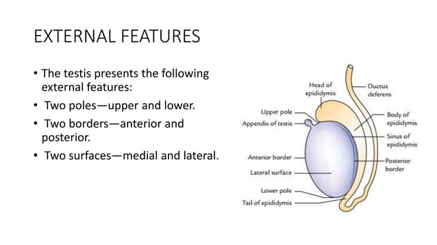 Male internal genital organ