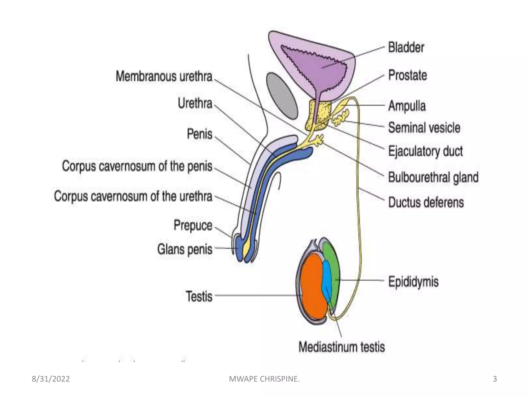 Male Internal Reproductive Organs.pptx | Reproductive Health | Diseases ...