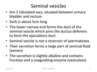 Male Internal Reproductive Organs.pptx | Reproductive Health | Diseases ...