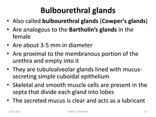 Male Internal Reproductive Organs.pptx | Reproductive Health | Diseases ...