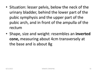 Male Internal Reproductive Organs.pptx | Reproductive Health | Diseases ...