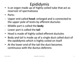 Male Internal Reproductive Organs.pptx