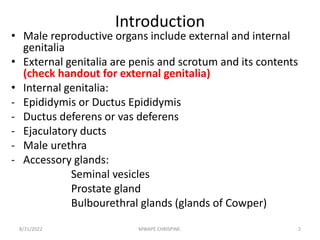 Internal And External Male Genital Organs – WVTC