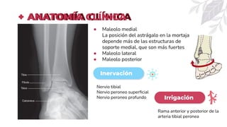 Fracturas de Maleolo Medial de tobillo. Ortopedia | PDF