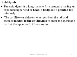 male organ - Copy.pptx TO DETERMINE THE CON | PPT