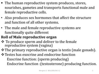 male organ - Copy.pptx TO DETERMINE THE CON | PPT