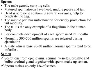 male organ - Copy.pptx TO DETERMINE THE CON | PPT