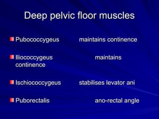 Male_pelvic_floor.powe point presentation | PPT