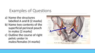 Male pelvic viscera and male perineum.pptx