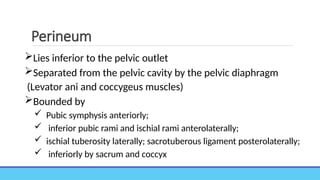 Male pelvic viscera and male perineum.pptx