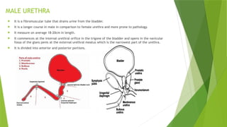MALE Pelvis power point presentation for master students | PPTX