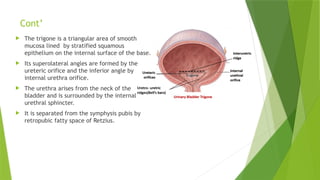 MALE Pelvis power point presentation for master students | PPTX