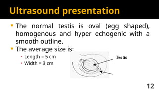 MALE PELVIS ultrasound for sonographers in remote areas | PPTX