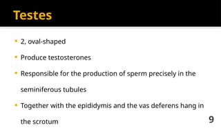 MALE PELVIS ultrasound for sonographers in remote areas | PPTX