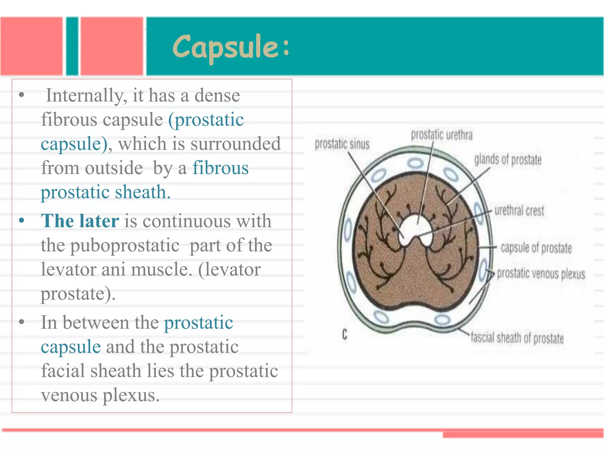 Male pelvis viscera | PPTX
