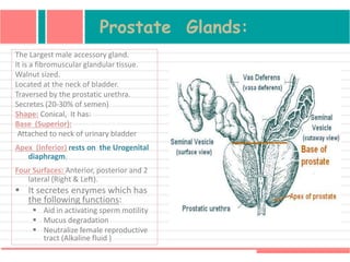 Male pelvis viscera | PPTX