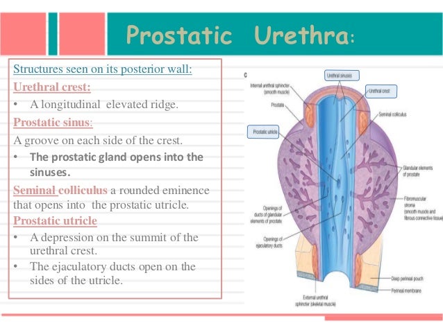 Male pelvis viscera