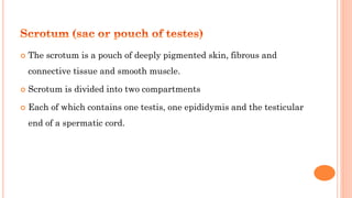 male presentation...pdf................. | PDF