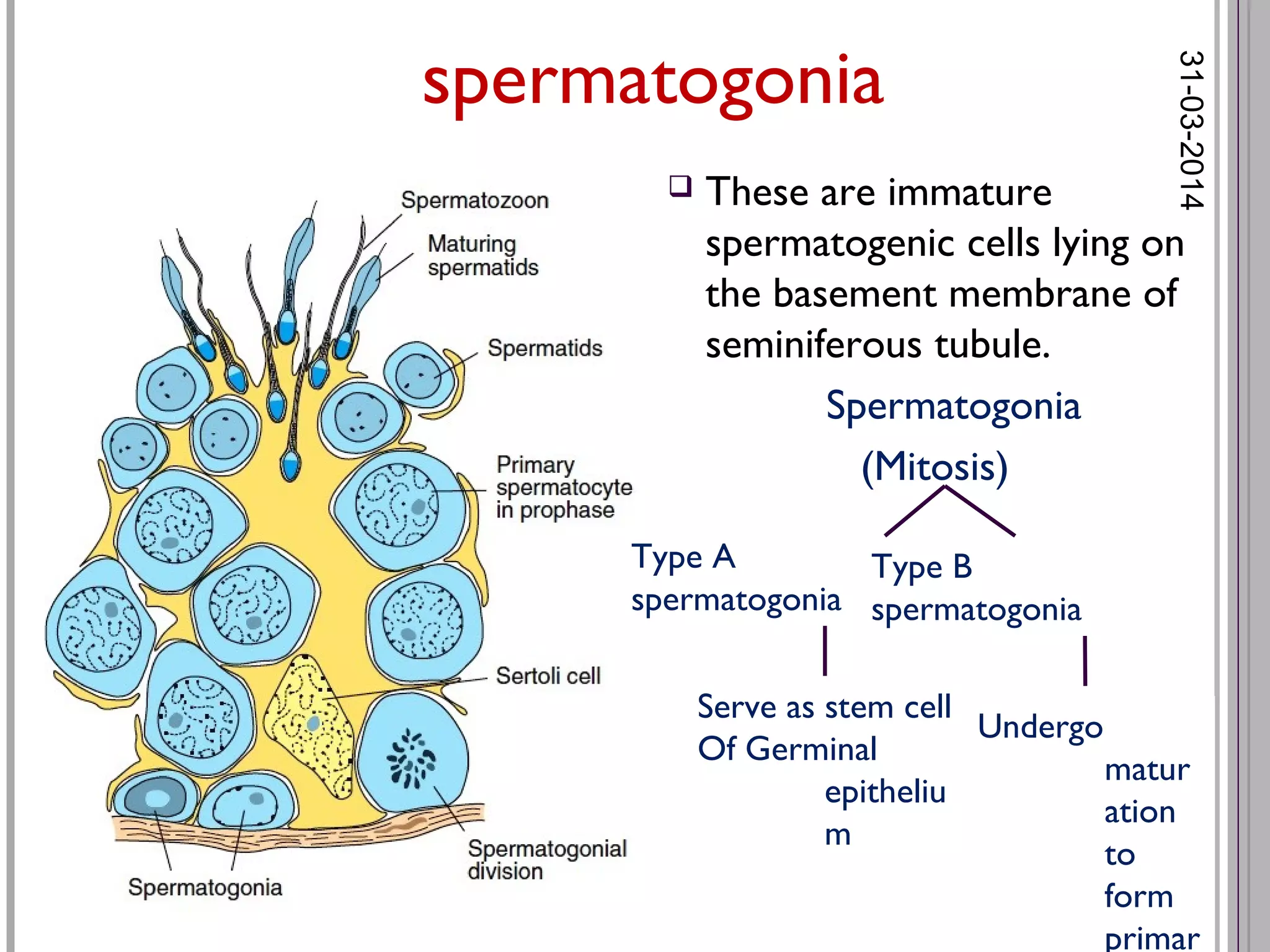 histology of male reproductive system | PPT