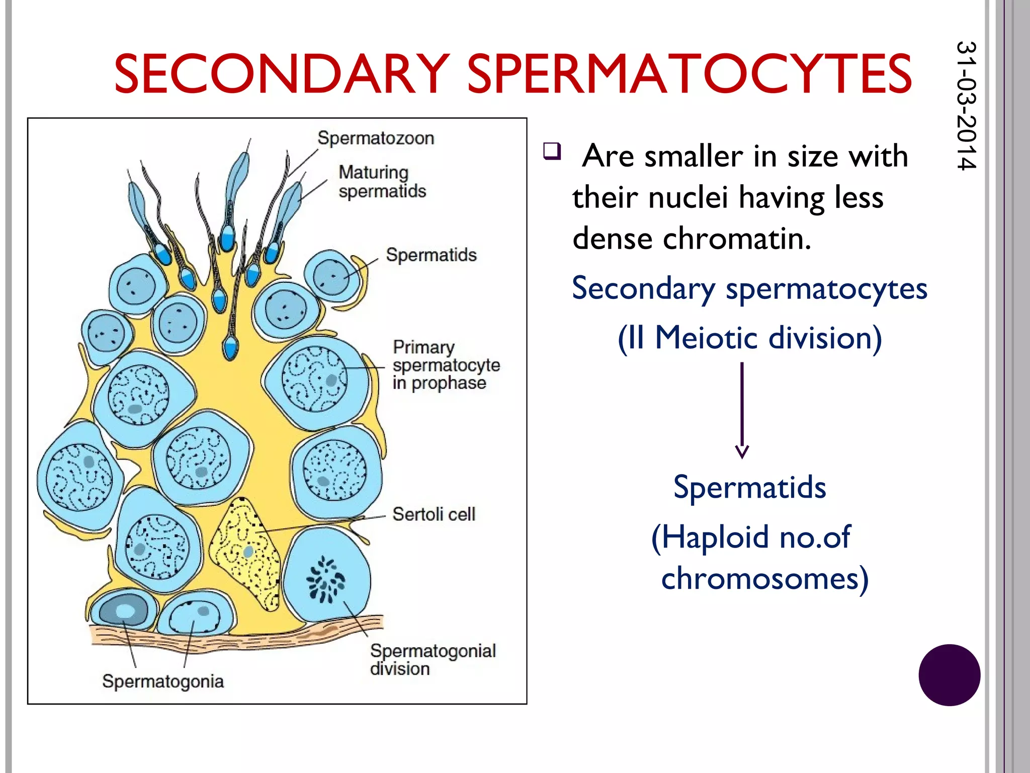 histology of male reproductive system | PPT