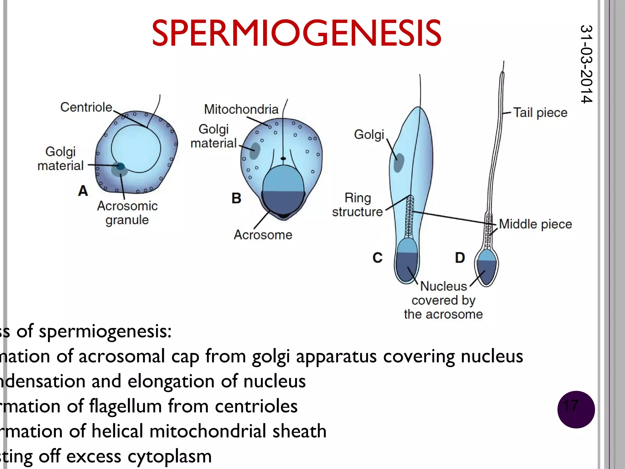 histology of male reproductive system | PPT