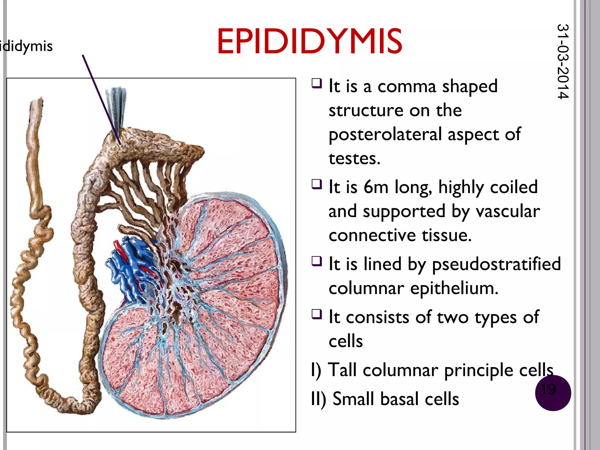 histology of male reproductive system | PPT