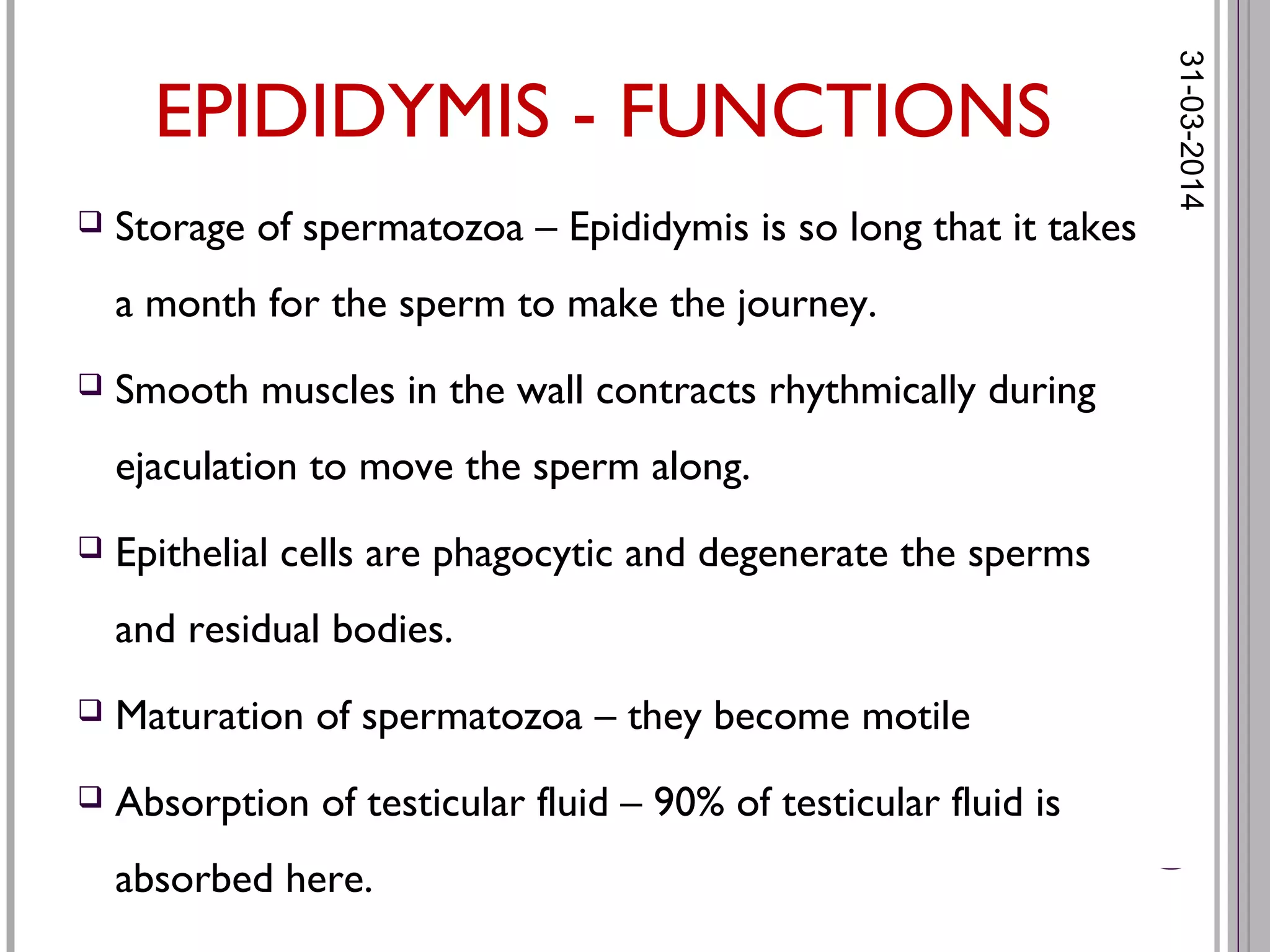 histology of male reproductive system | PPT