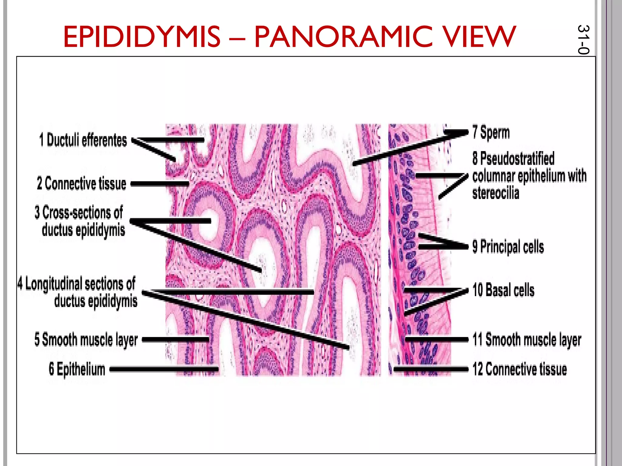 histology of male reproductive system | PPT