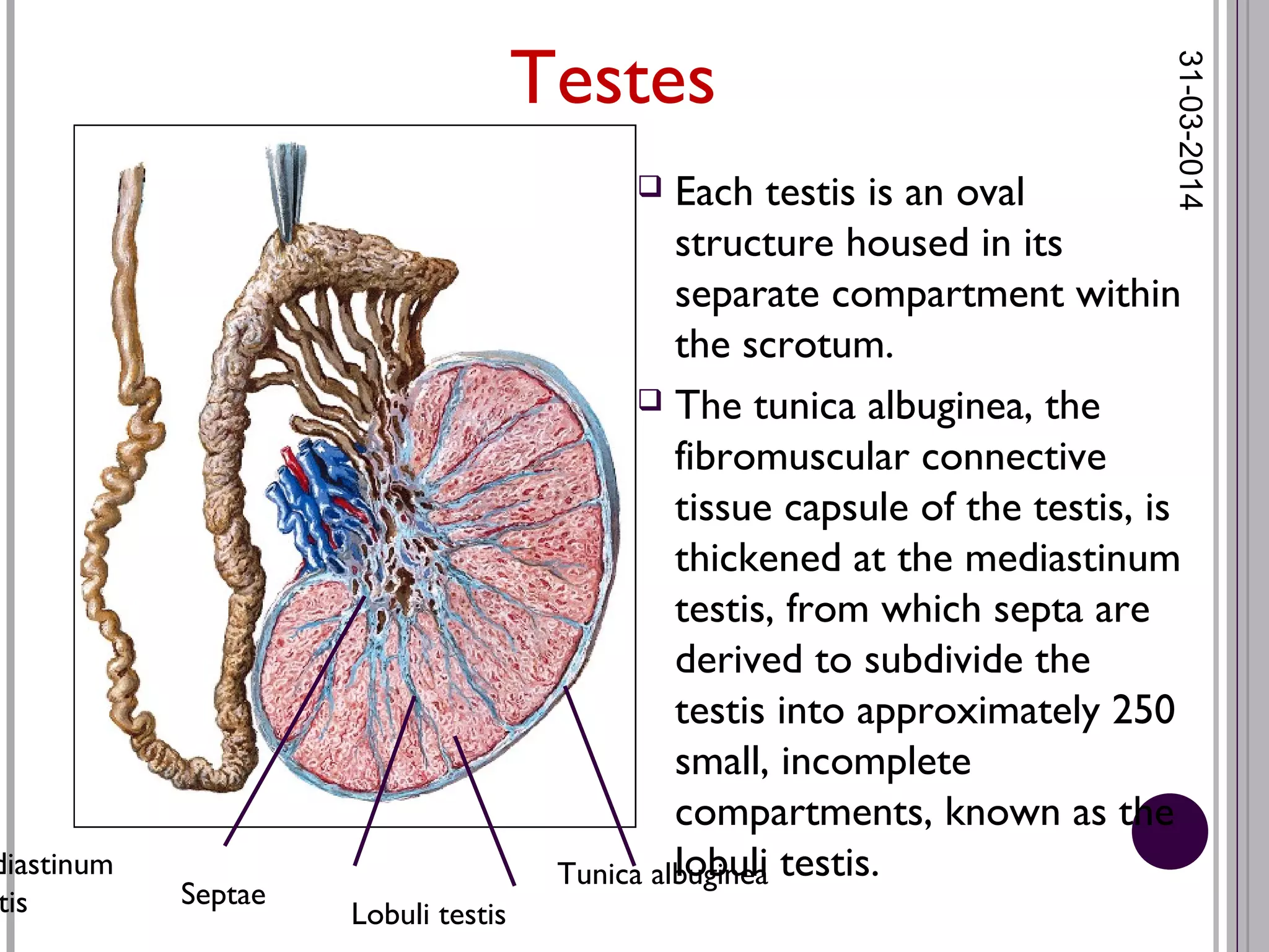 histology of male reproductive system | PPT