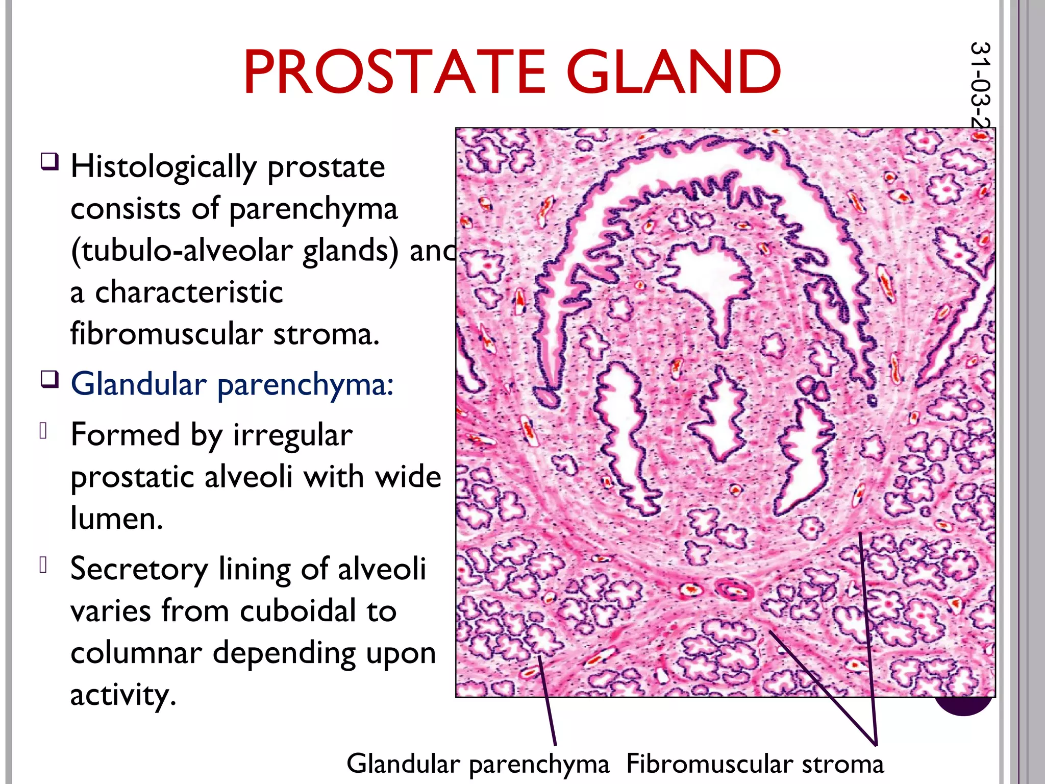 histology of male reproductive system | PPT