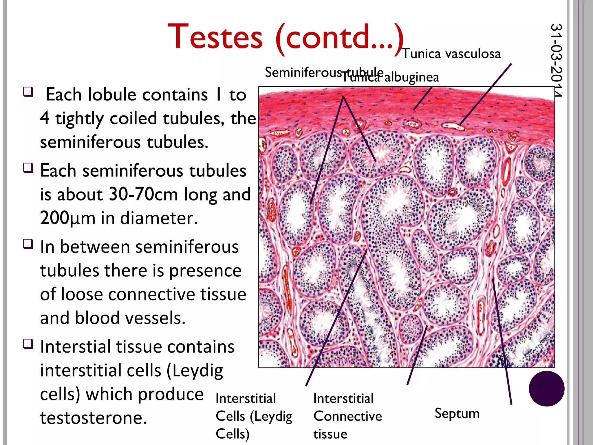 histology of male reproductive system | PPT
