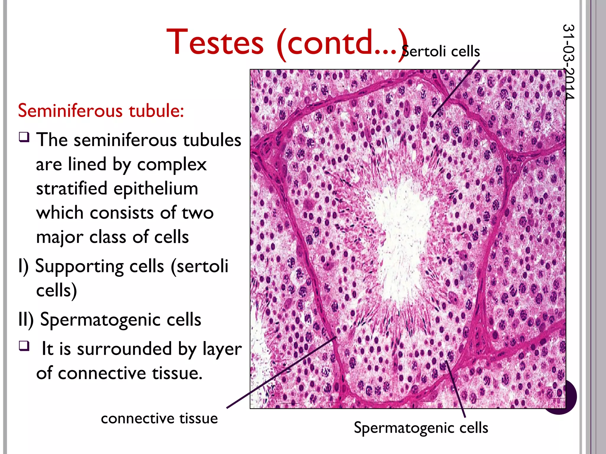 histology of male reproductive system | PPT