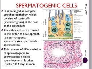 histology of male reproductive system | PPT