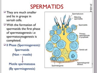 histology of male reproductive system | PPT