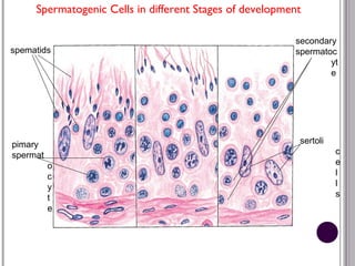 histology of male reproductive system | PPT
