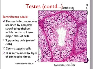 histology of male reproductive system