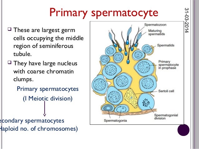 histology of male reproductive system