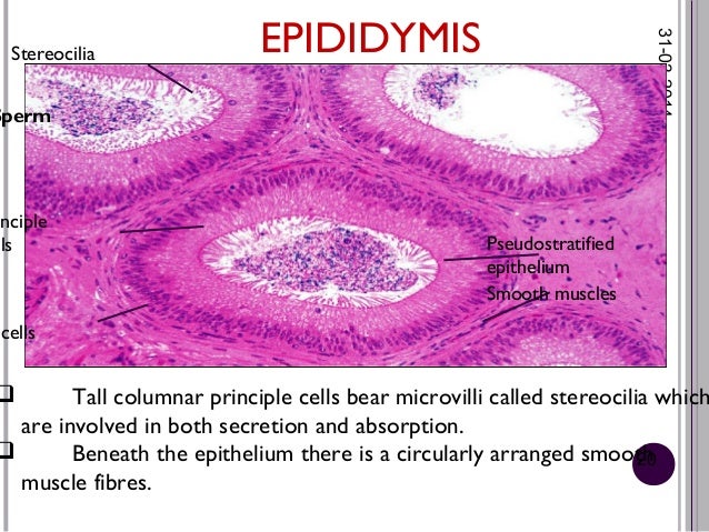 histology of male reproductive system