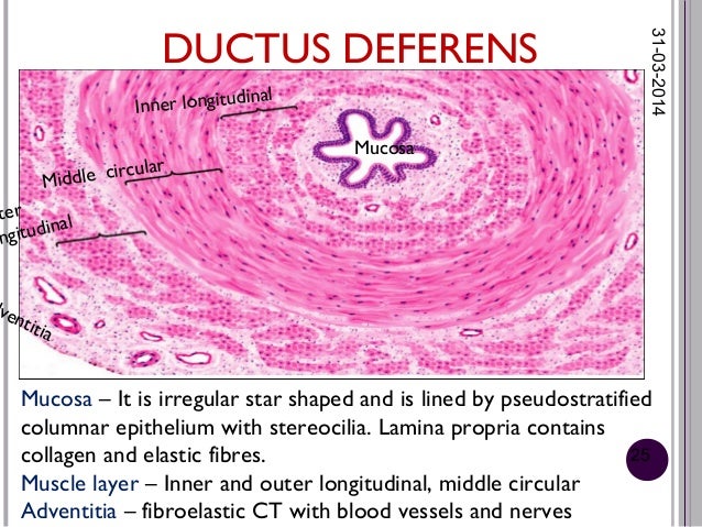 histology of male reproductive system