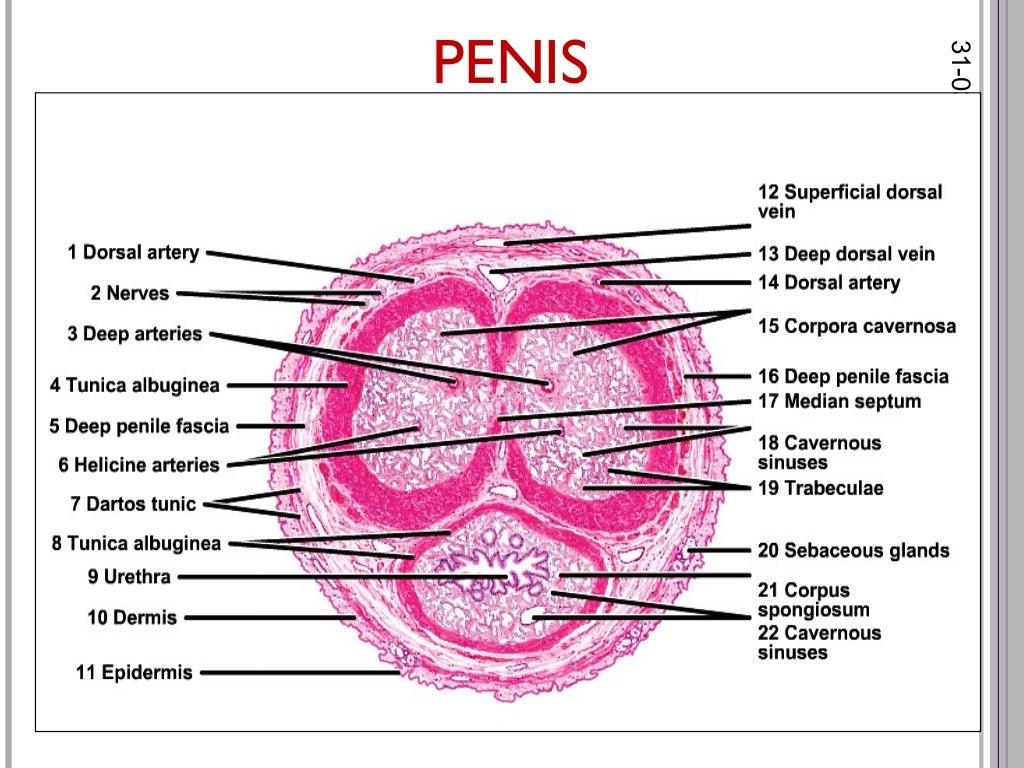 histology of male reproductive system