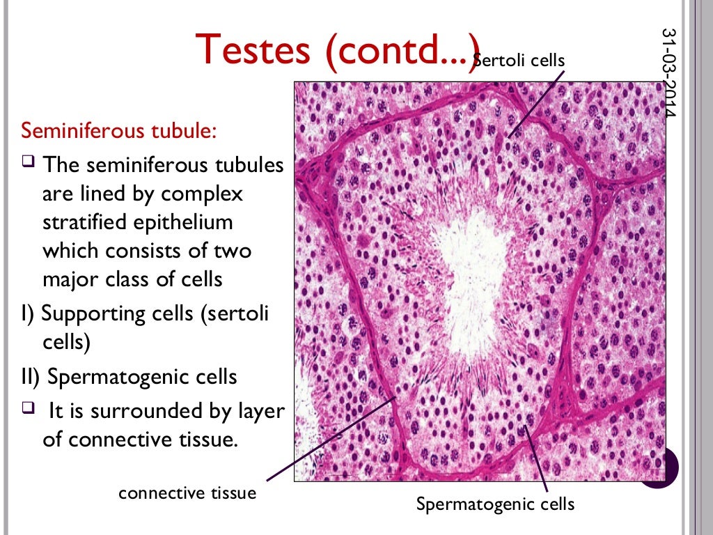 Histology Of Male Reproductive System