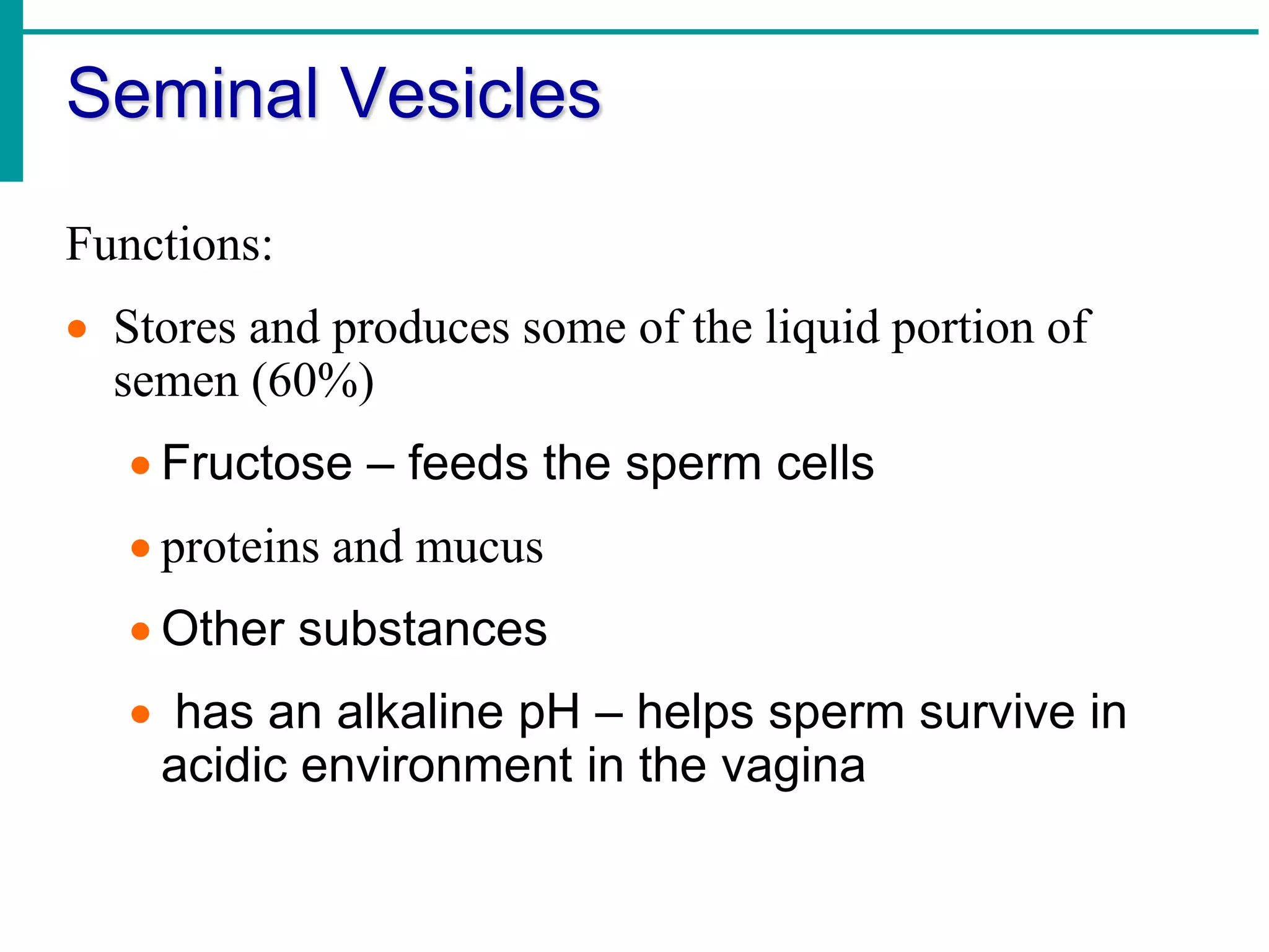 Male Reproductive System | PPTX