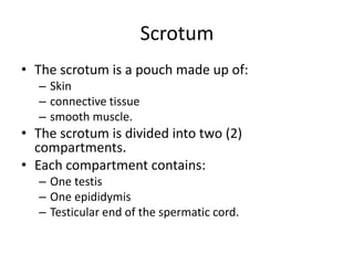 notes on the MALE REPROD SYSTEM made simple for students for easy ...
