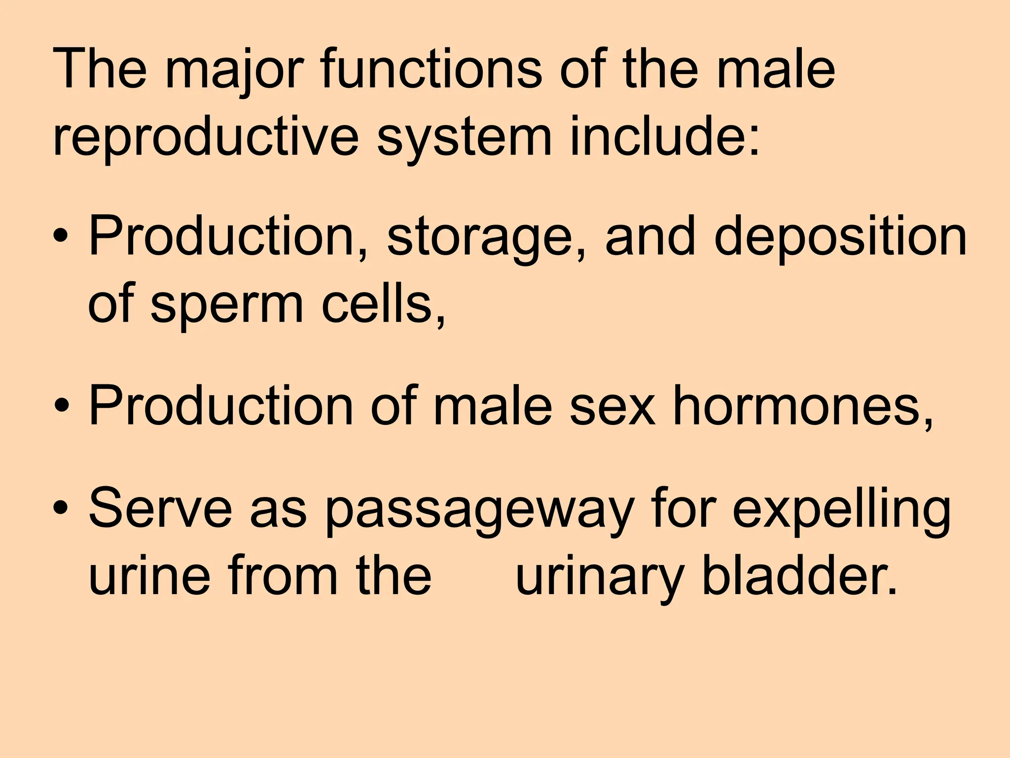 Male reproduction.pptx