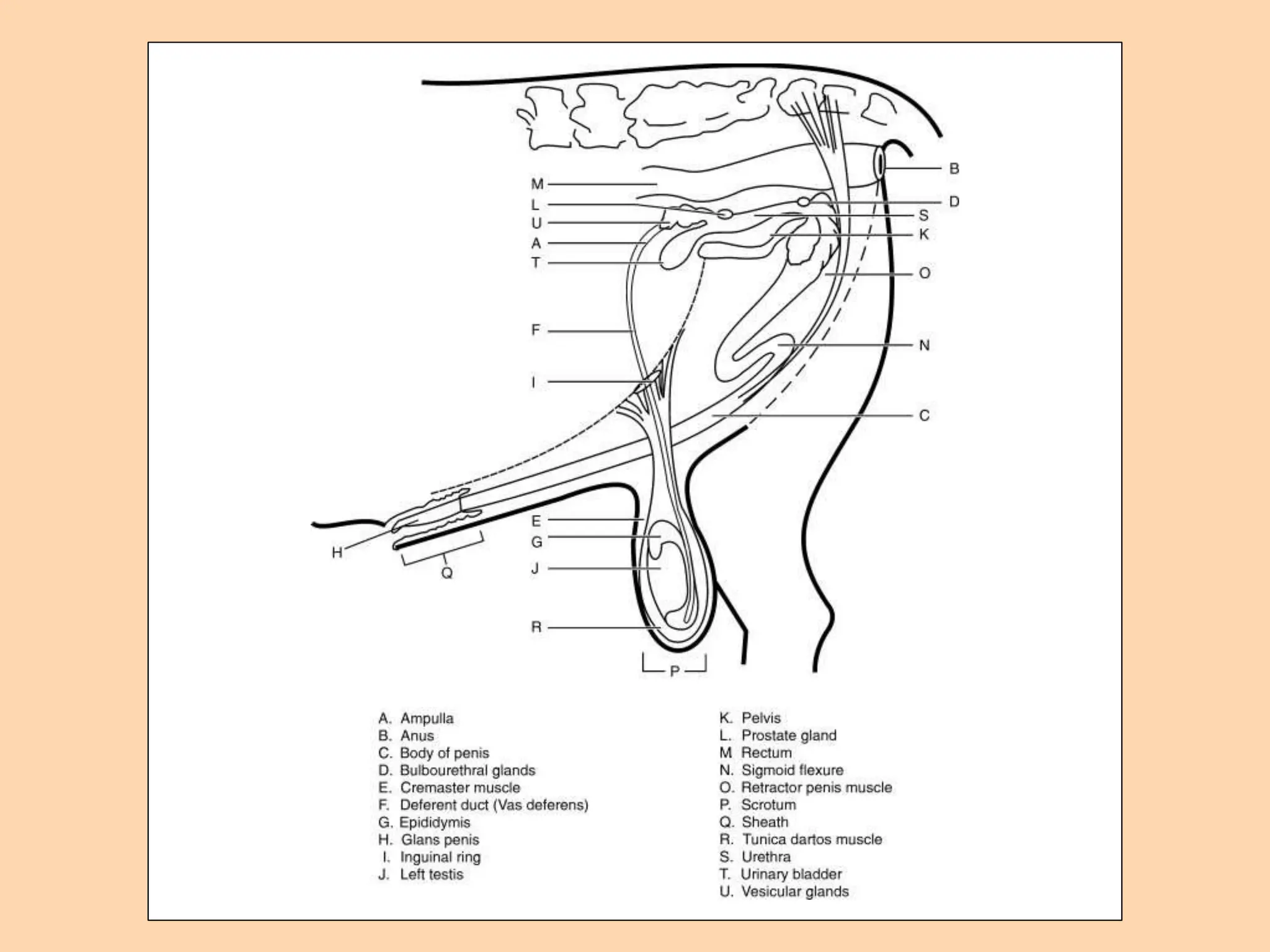 Male reproduction.pptx