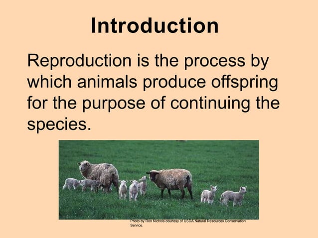 Male reproduction.pptx