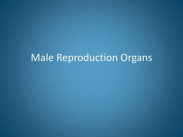 Male reproduction organs | PPTX