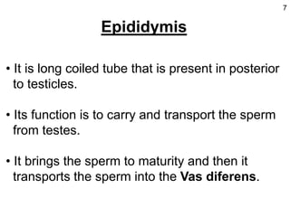 Male reproduction physiology by Suyash Garg .pptx