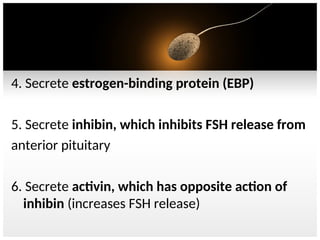 Physiology of Male reproductive system.ppt