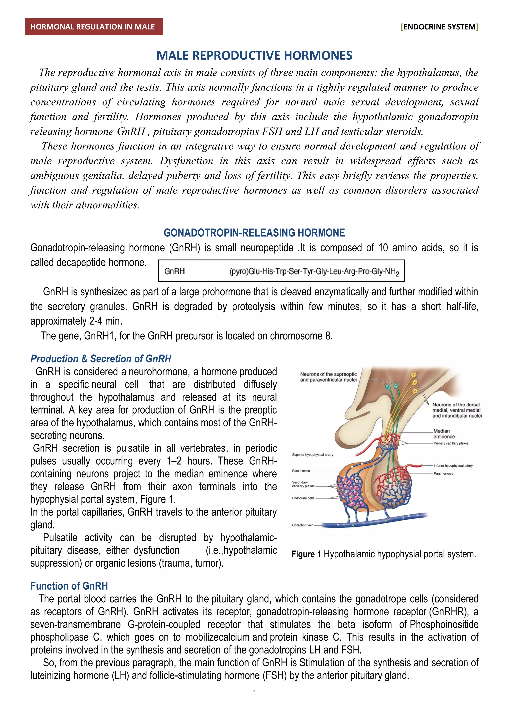 Male reproductive hormones | PDF